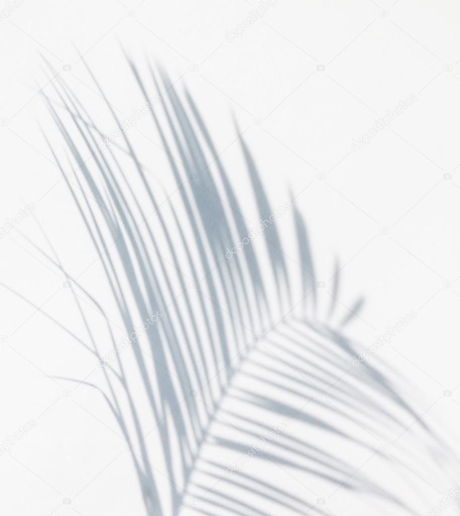 Shadow of palm leaves Stock Photo by ©Shebeko 71233151