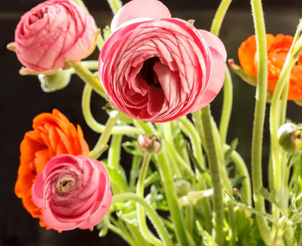 Buttercup persian Stock Photos, Royalty Free Buttercup persian Images ...