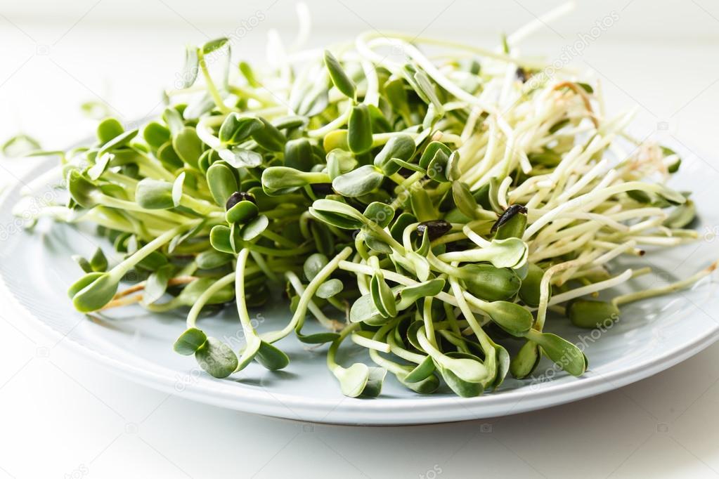 Sunflower sprouts on plate — Stock Photo © Shebeko #72162469