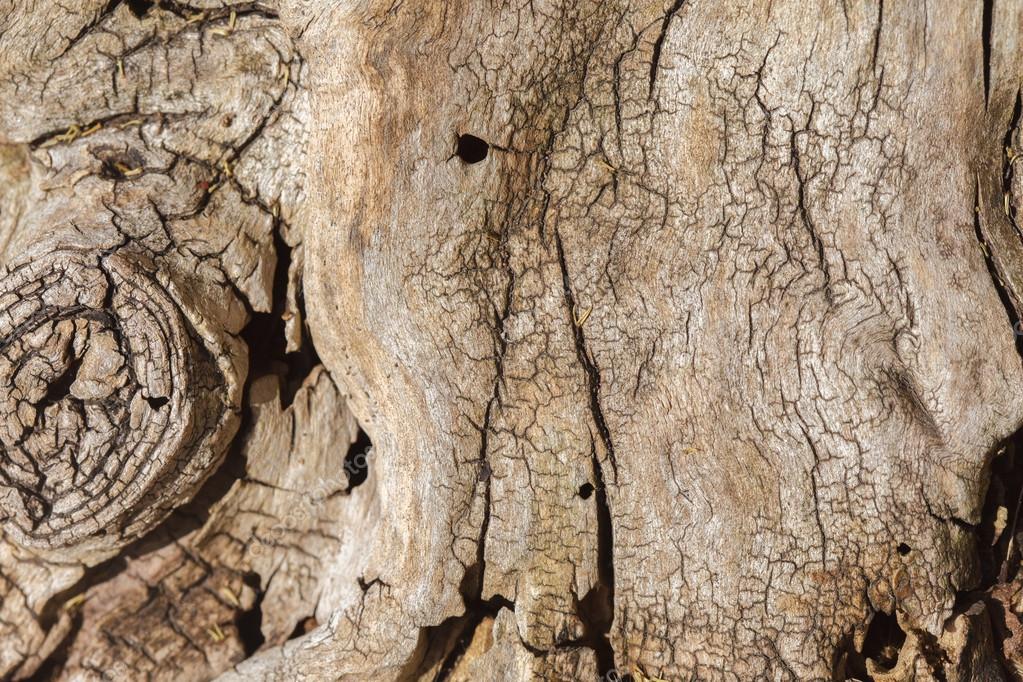 Wooden tree trunk texture — Stock Photo © Shebeko #72904715