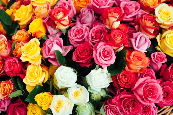 Colorful roses background — Stock Photo © Photocreo #10668818