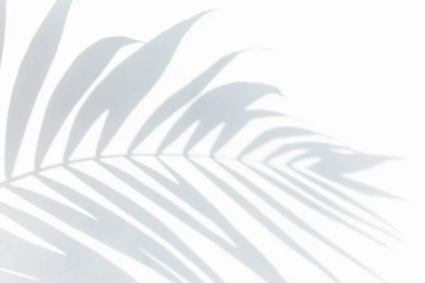Palm leaf shadow Stock Photos, Royalty Free Palm leaf shadow Images ...