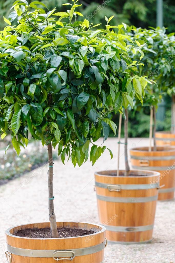Trees In Garden Pots