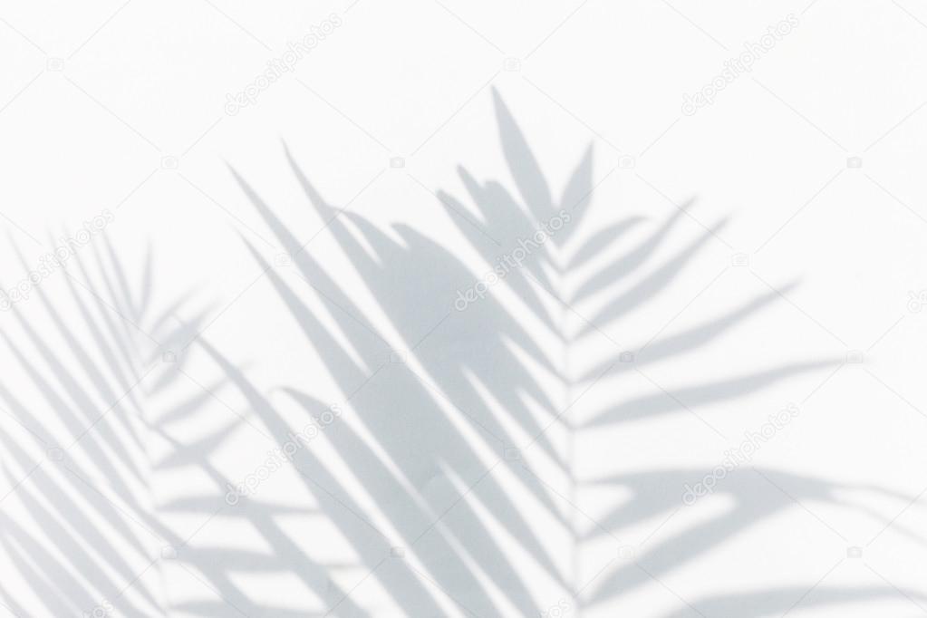 Shadow of palm leaf Stock Photo by ©Shebeko 76702201