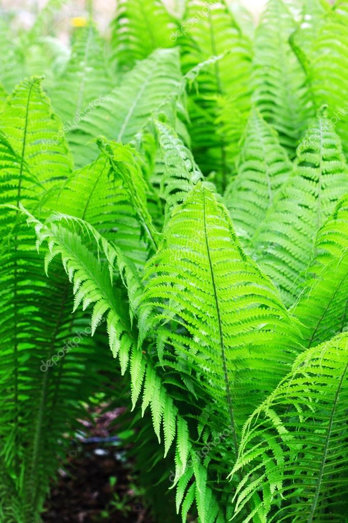 Summer fern leaves Stock Photo by ©Shebeko 76702929