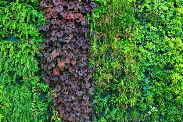 Vertical garden texture Stock Photos, Royalty Free Vertical garden ...
