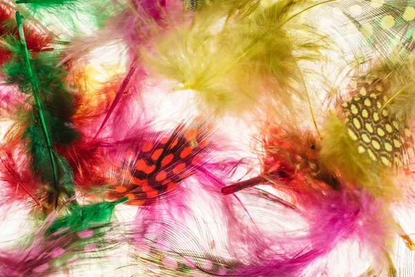 Falling feathers Stock Photos, Royalty Free Falling feathers Images ...