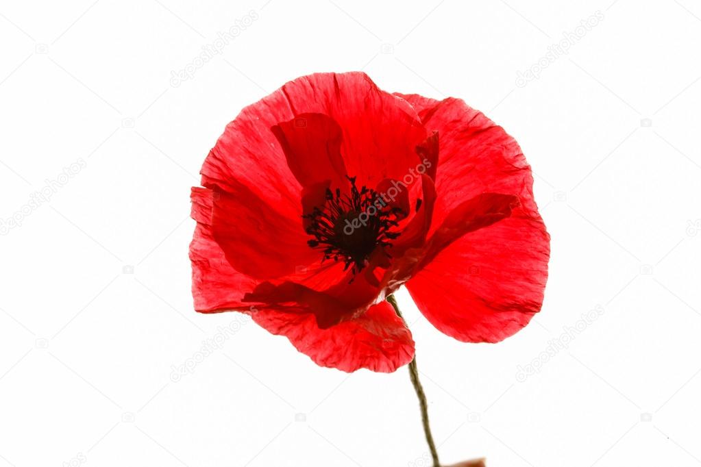 Fin röd vallmo blomma — Stockfotografi © Shebeko #93633750