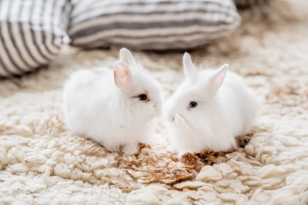 White bunnies Stock Photos, Royalty Free White bunnies Images ...