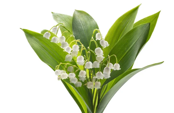 Lilies of the valley isolated on white background — Stock Photo ...