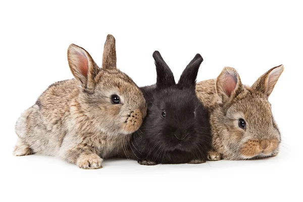 Cute bunnies Stock Photos, Royalty Free Cute bunnies Images ...