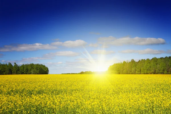 Summer landscape Stock Photo by ©Timmary 2757067