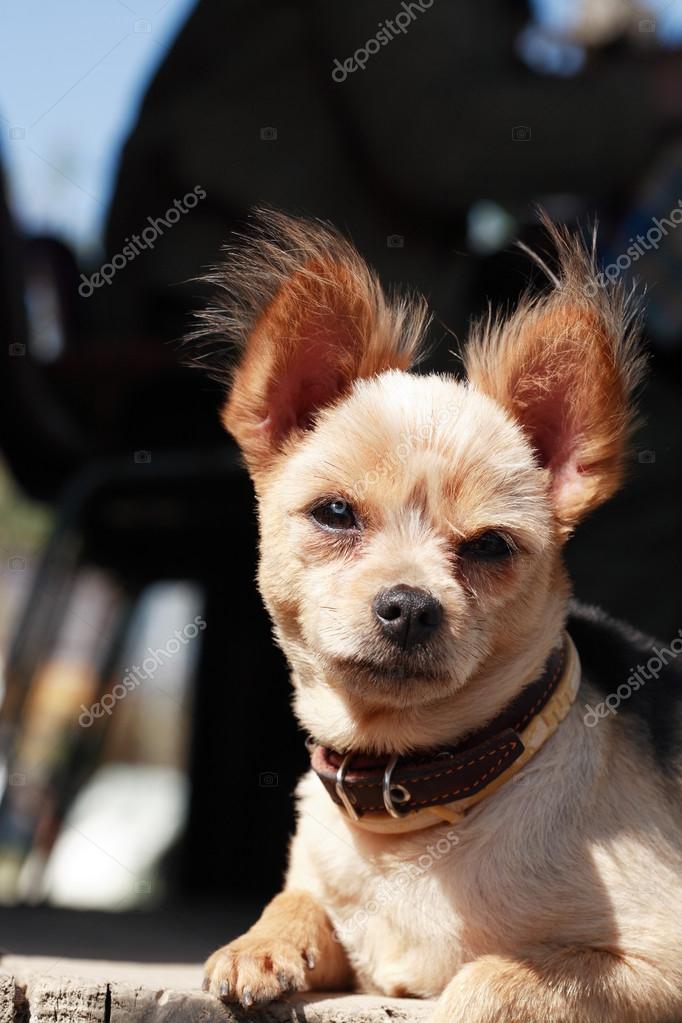 Small Dog In Collar — Stock Photo © kvkirillov #108505690