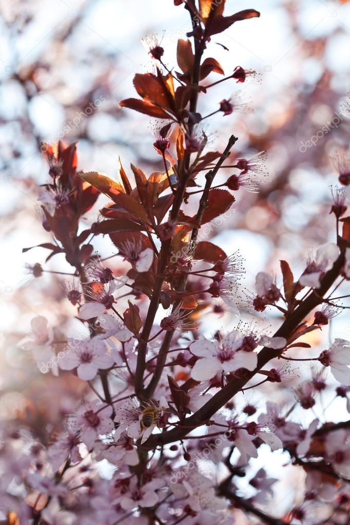 Spring cherry blossoms — Stock Photo © marylooo #104714802 Spring cherry blossoms — Stock Photo © marylooo #104714802