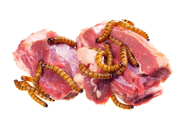 Wormy spoiled beef steak, ugly unhealthy food concept — Stock Photo ...
