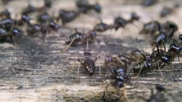 709 Termites Videos, Royalty-free Stock Termites Footage | Depositphotos