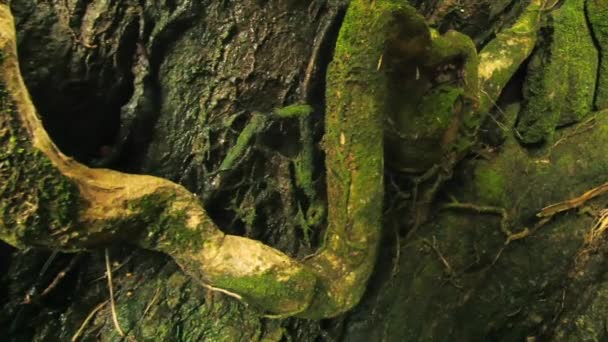 Big and mossy tree roots in tropical rain forest close up dolly slider ...