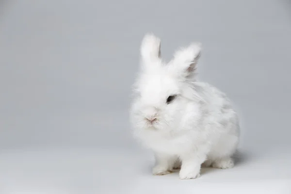 Pictures: white baby rabbits | White baby rabbit — Stock Photo ...