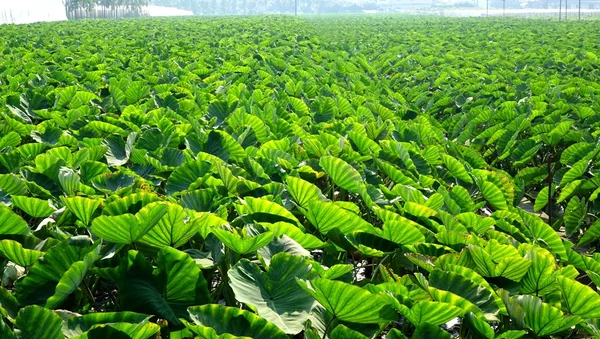 463 Taro field Stock Photos, Images | Download Taro field Pictures on ...