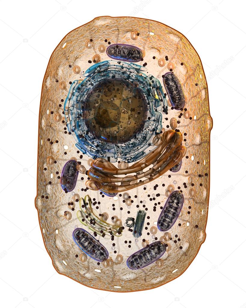 Animal cell. Internal structure. 3d illustration. — Stock Photo ...