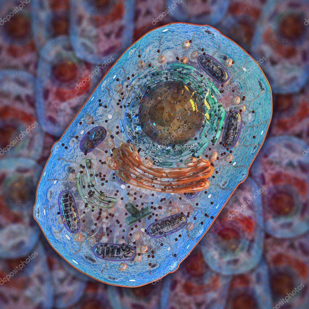 Cellula Della Guancia Al Microscopio