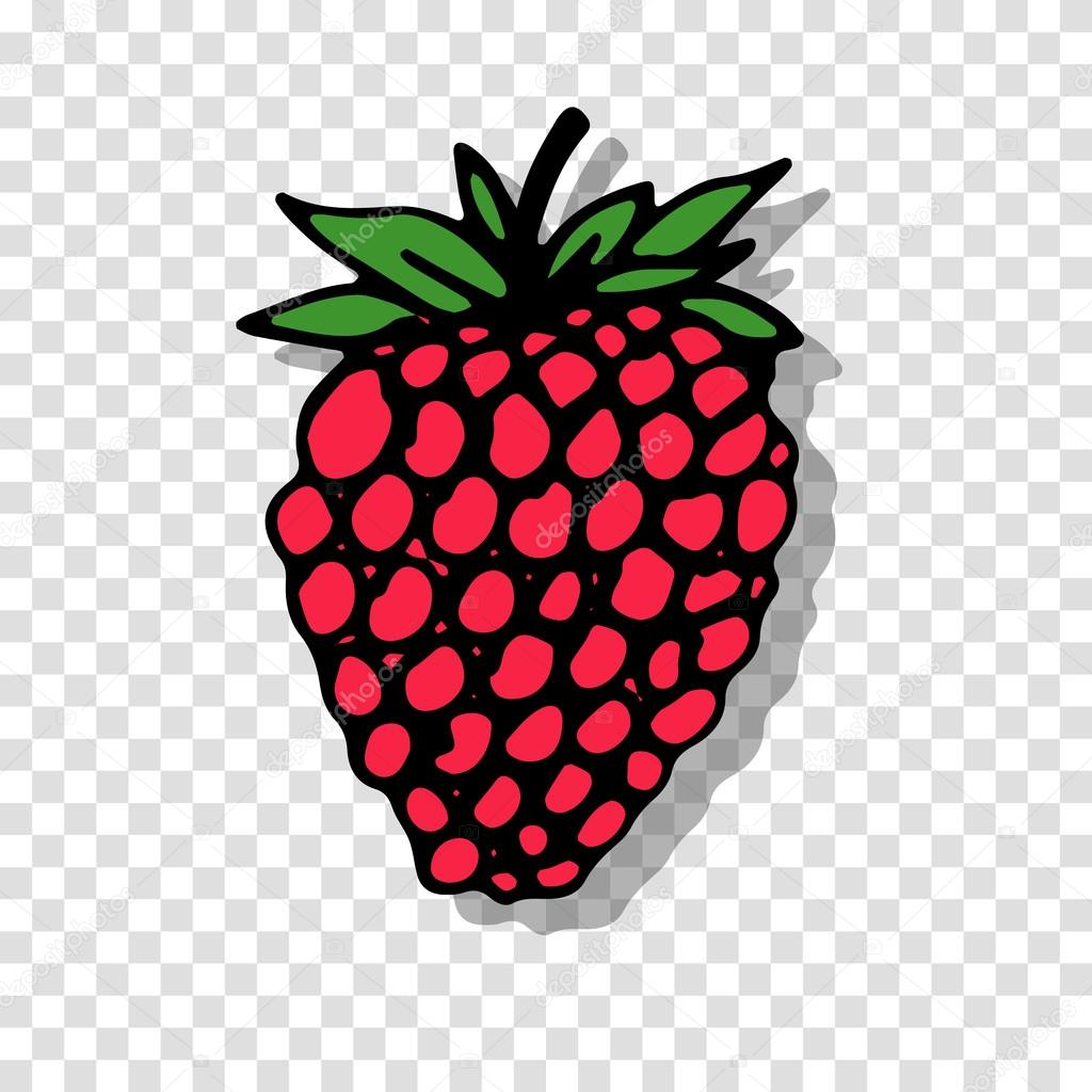 Raspberry sketch on transparent background for your design Stock Vector ...