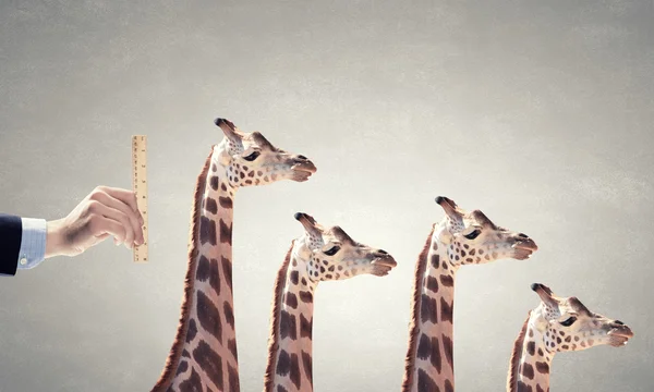 28 Measuring giraffe Stock Photos, Measuring giraffe Images ...