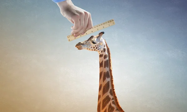 28 Measuring giraffe Stock Photos, Measuring giraffe Images ...