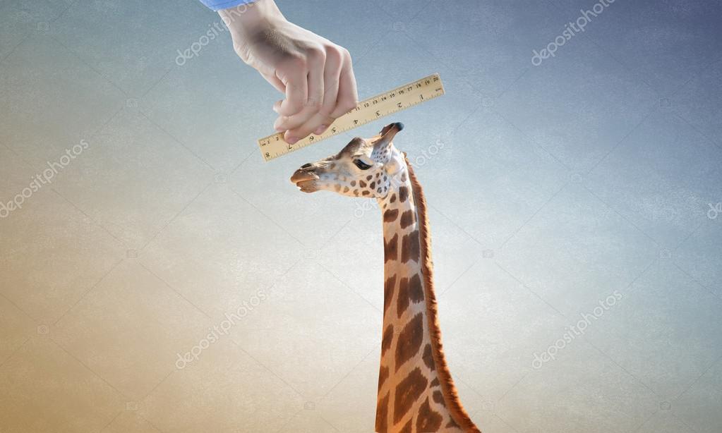 Measuring giraffe — Stock Photo © SergeyNivens #85054558
