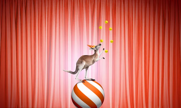 Fun kangaroo Stock Photos, Royalty Free Fun kangaroo Images ...