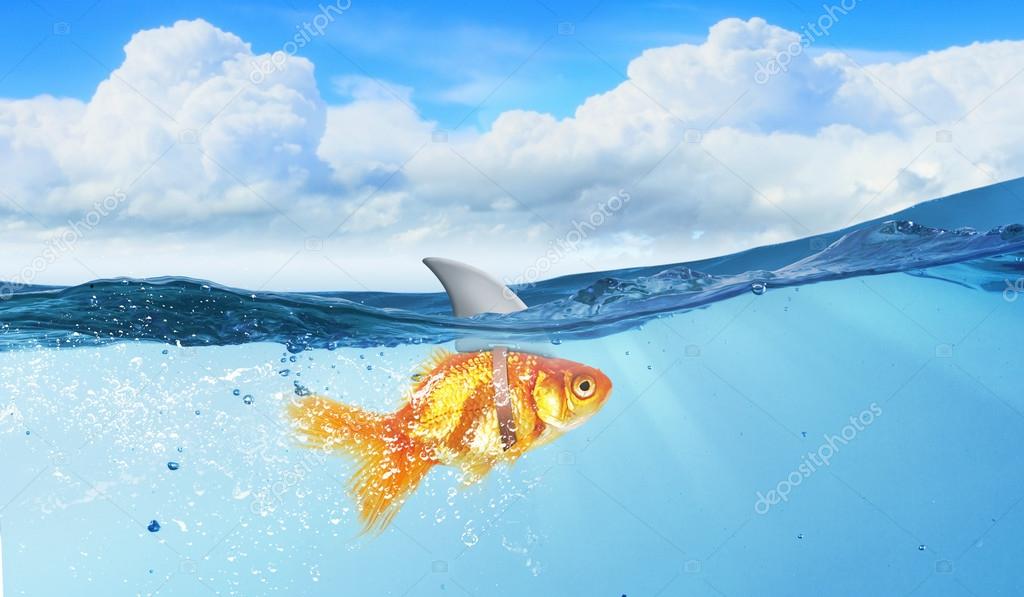 Goldfisch mit Hai-Flip – Stockfoto © SergeyNivens #95320546