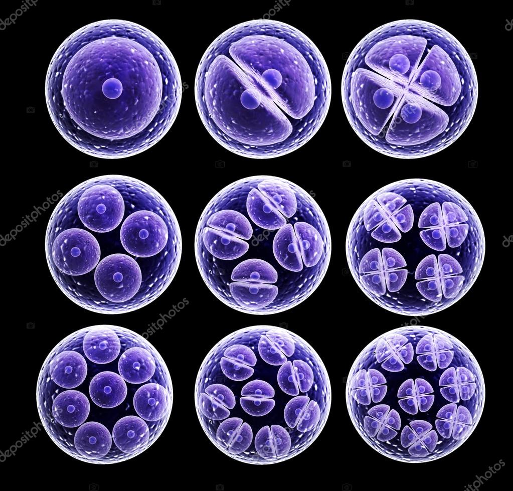 División del proceso de la célula 2023