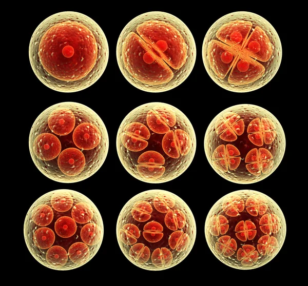 Cell division Pictures, Cell division Stock Photos & Images ...