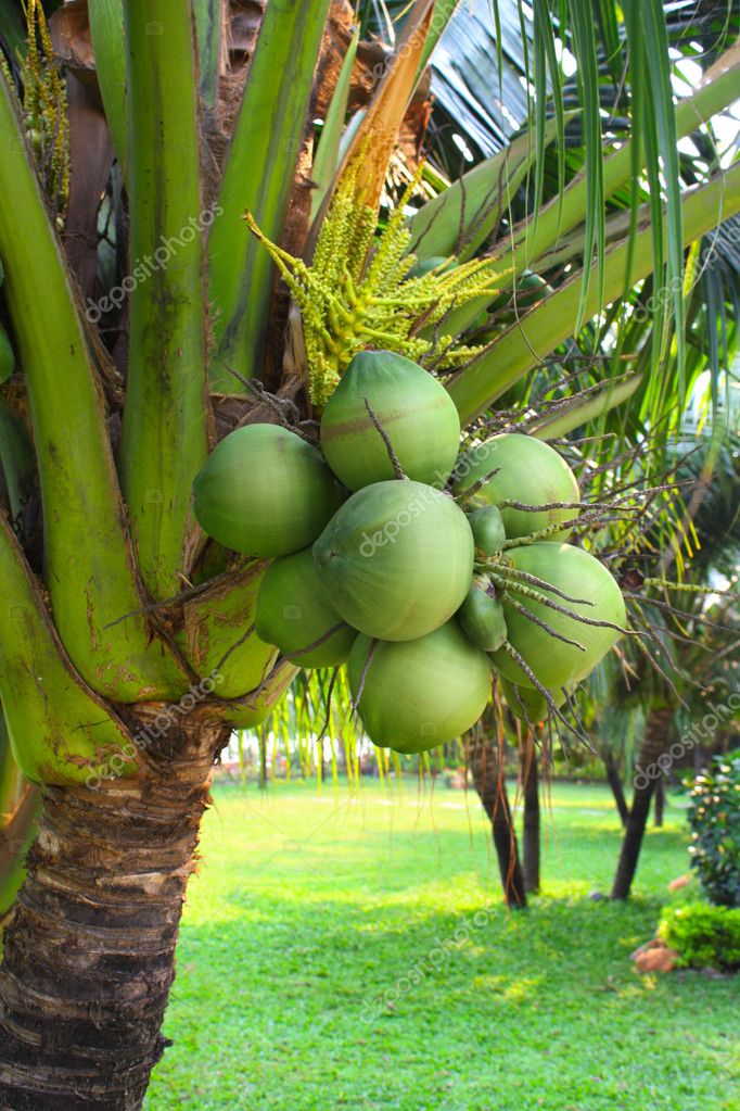 Ripe coconuts on coconut palm Stock Photo by ©frenta 114198502