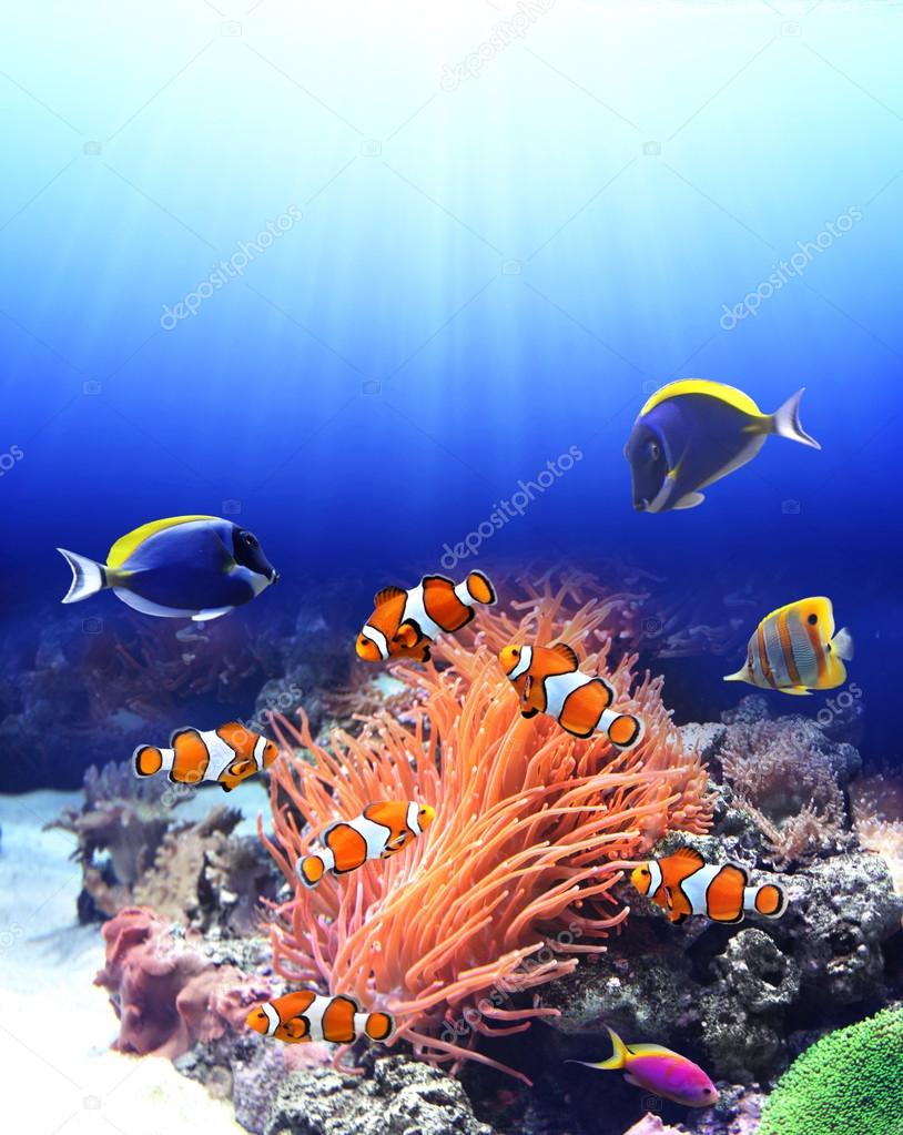 Underwaterscenewithreefandtropicalfishpictureid6717965321