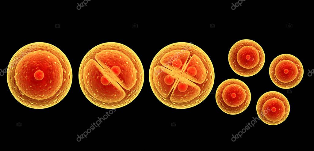 Proceso de mitosis. División de células. Aislado sobre fondo negro. 3d ...