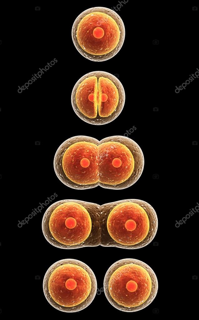 División del proceso de la célula 2023