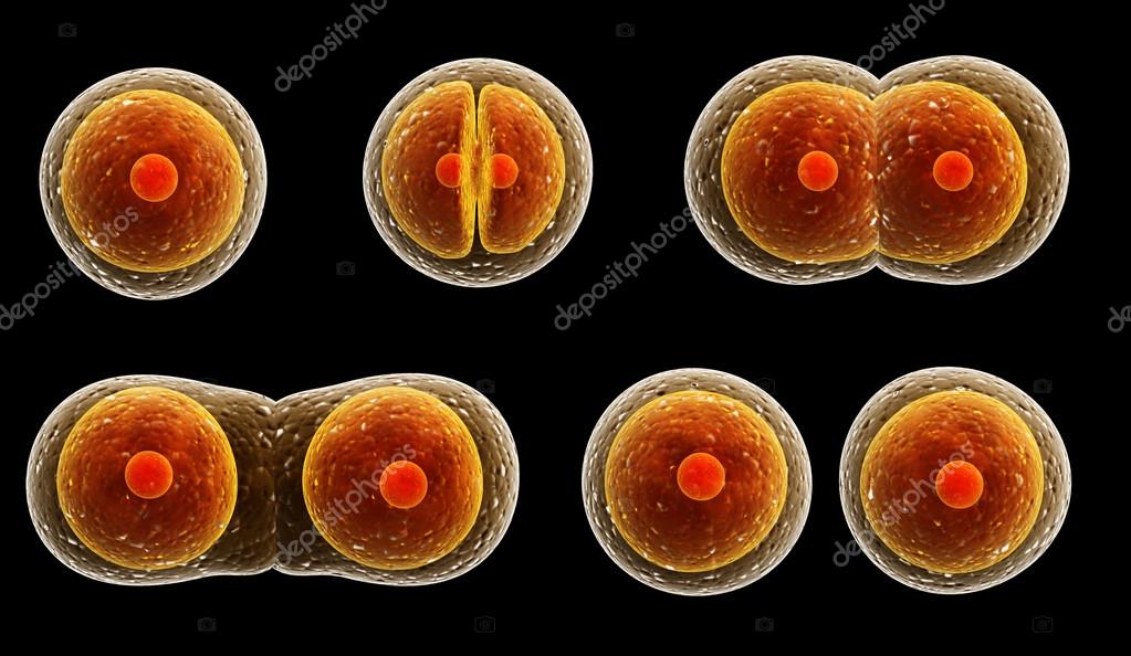 División del proceso de la célula 2023