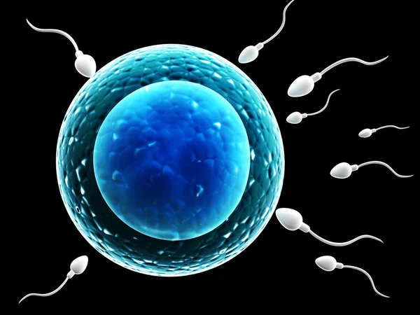 Spermatozoon, floating to ovule Stock Photo by ©frenta 66257591