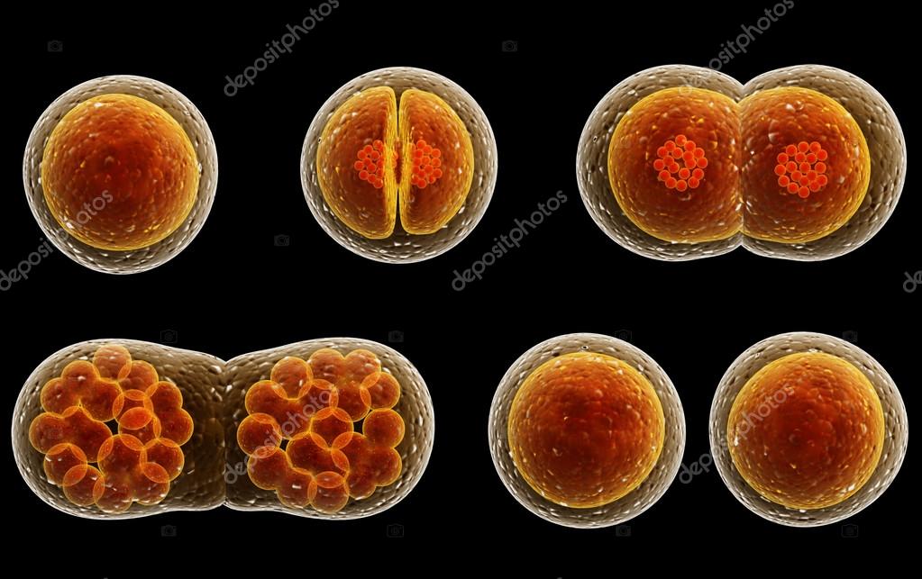 División del proceso de la célula — Foto de stock #88675486 © frenta