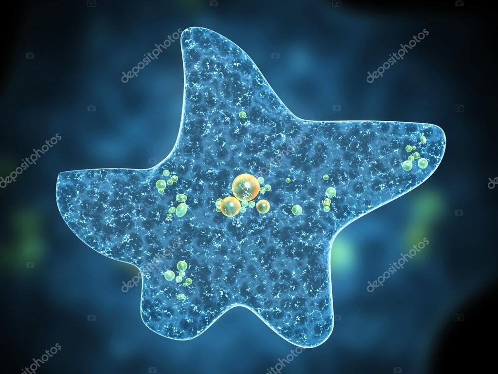 Amoeba on abstract background Stock Photo by ©frenta 96915272