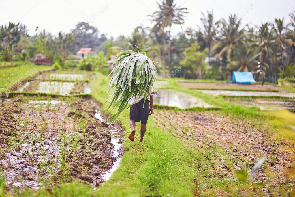Man working on rice field near Ubud, Bali — Stock Photo © encrier #58227297