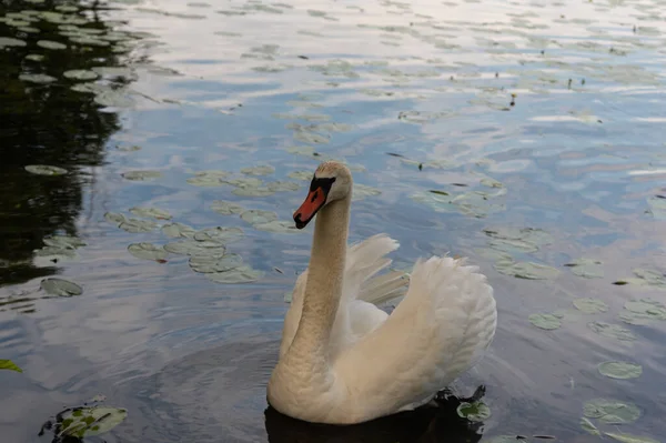 Disney swan Stock Photos, Royalty Free Disney swan Images | Depositphotos