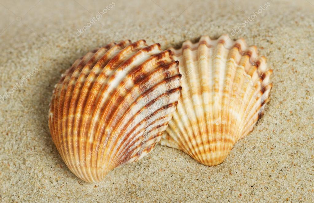 Two shells. Stock Photo by ©Ratikova 52864925