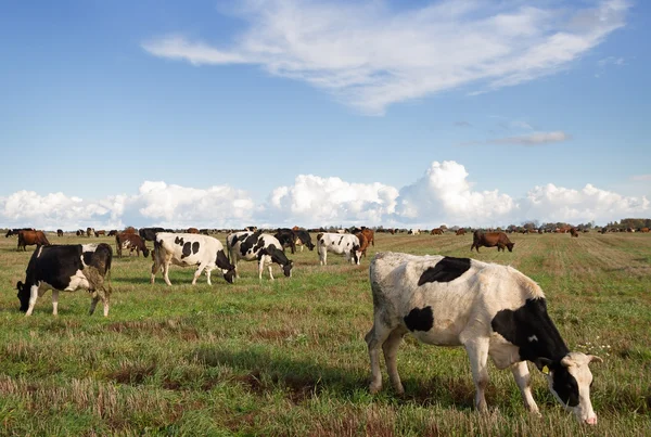 Caw Stock Photos, Royalty Free Caw Images | Depositphotos