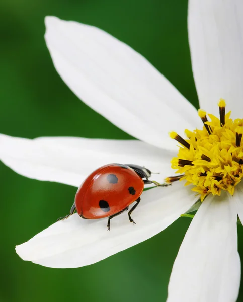 Ladybug — Stock Photo © Ale-ks #66936245