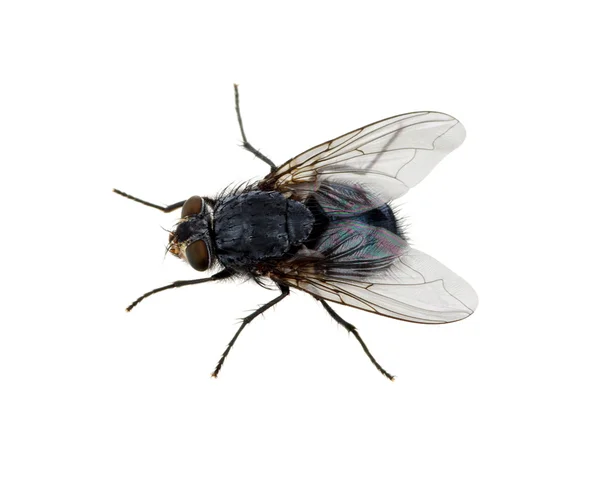 Fly bug Stock Photos, Royalty Free Fly bug Images | Depositphotos