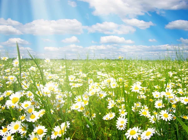 Field of summer flowers — Stock Photo © Iakov #6269957