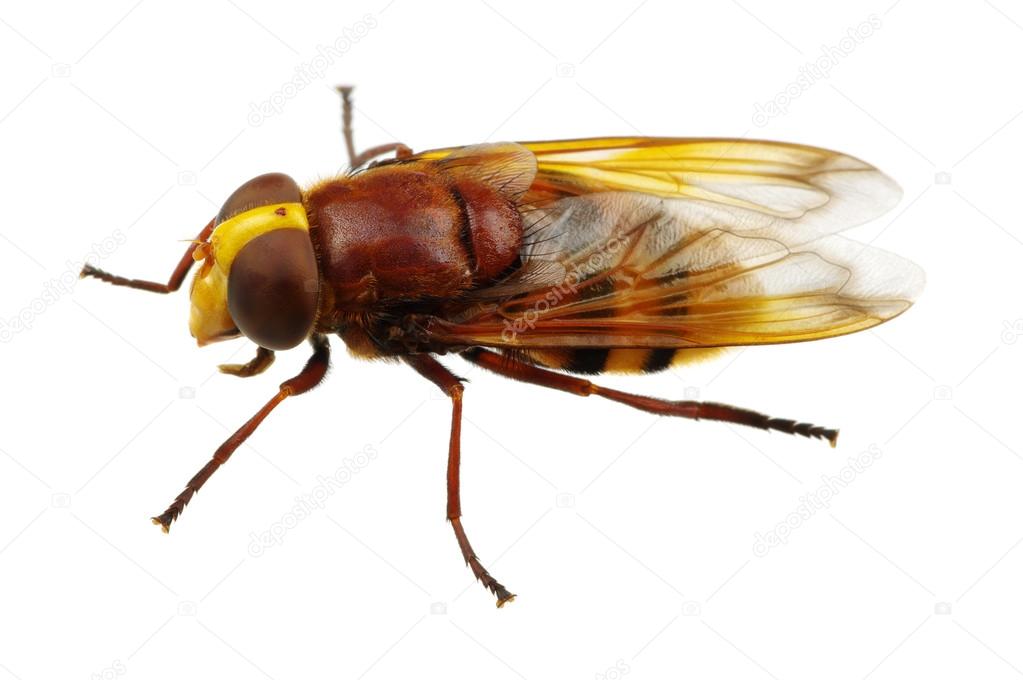Insect isolated on white Stock Photo by ©Ale-ks 105041020