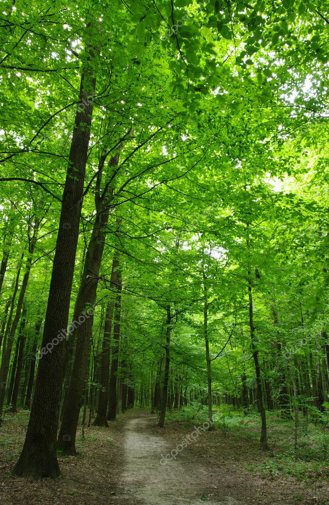 The green forest Stock Photo by ©Ale-ks 105042230
